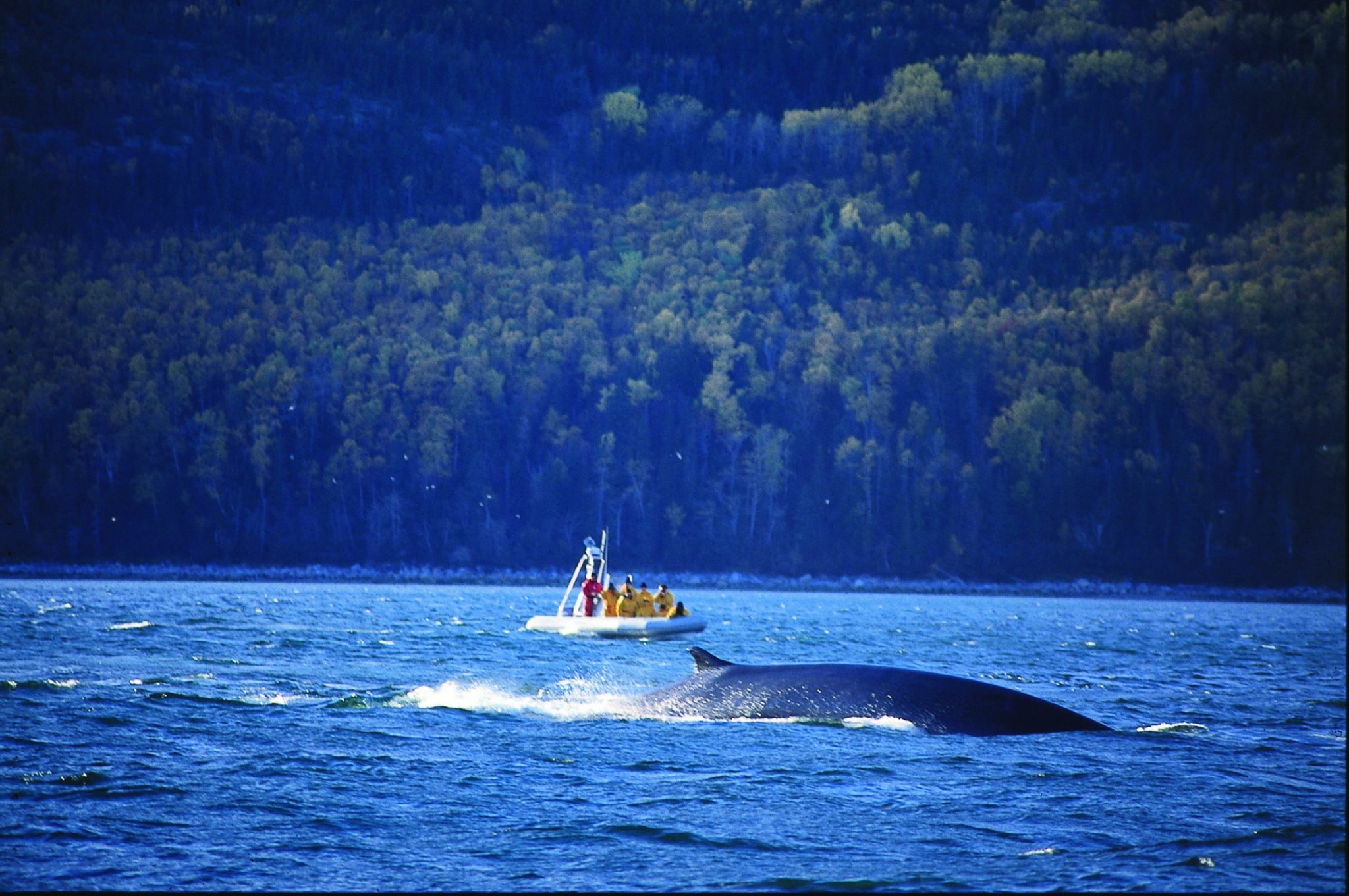 Ethical Wildlife Encounter: A Tadoussac Whale Watching Trip